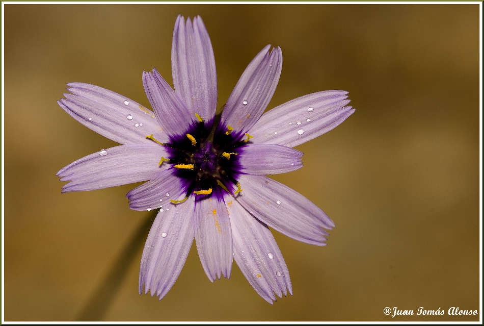 EL APRENDIZ DE FOTÓGRAFO: Flora de Cazorla