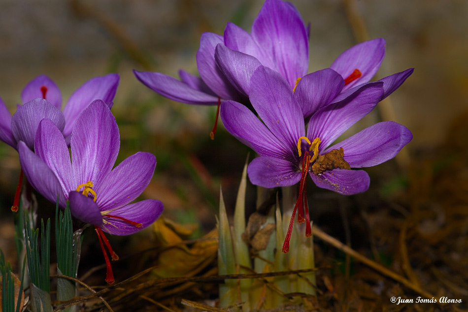 quedada fotografica de blogueros: EL FRUTO DEL AZAFRÁN