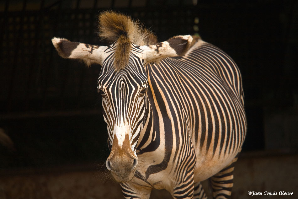 EL APRENDIZ DE FOTÓGRAFO: CEBRA DE GREVY