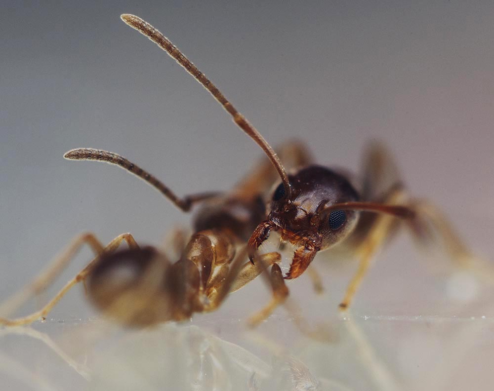 notes from the field: Argentine Ants