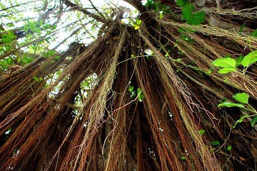 A Bajan Tour Girl Exploring Barbados: Barbados Trees Part#1