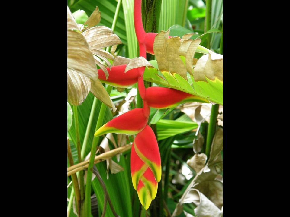 A Bajan Tour Girl Exploring Barbados: The Flora and Fauna of Barbados