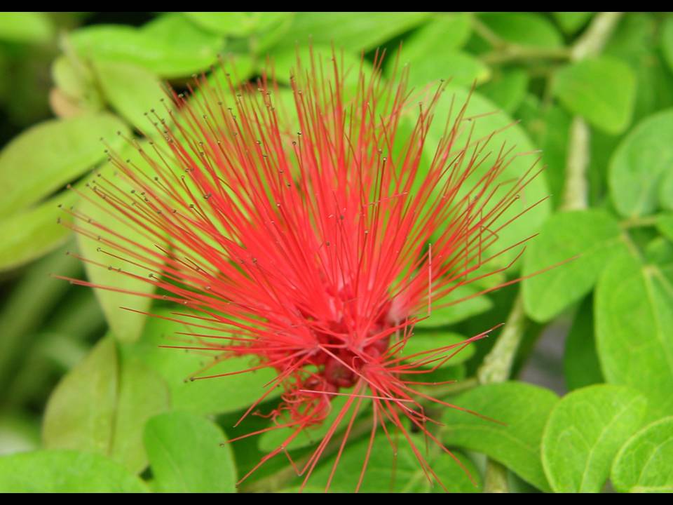 A Bajan Tour Girl Exploring Barbados: The Flora and Fauna of Barbados