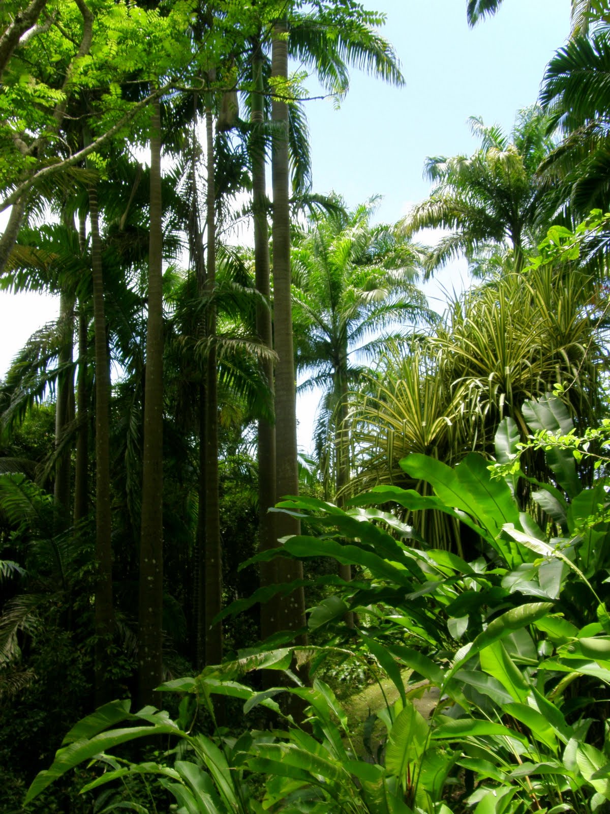 A Bajan Tour Girl Exploring Barbados: The Flora and Fauna of Barbados