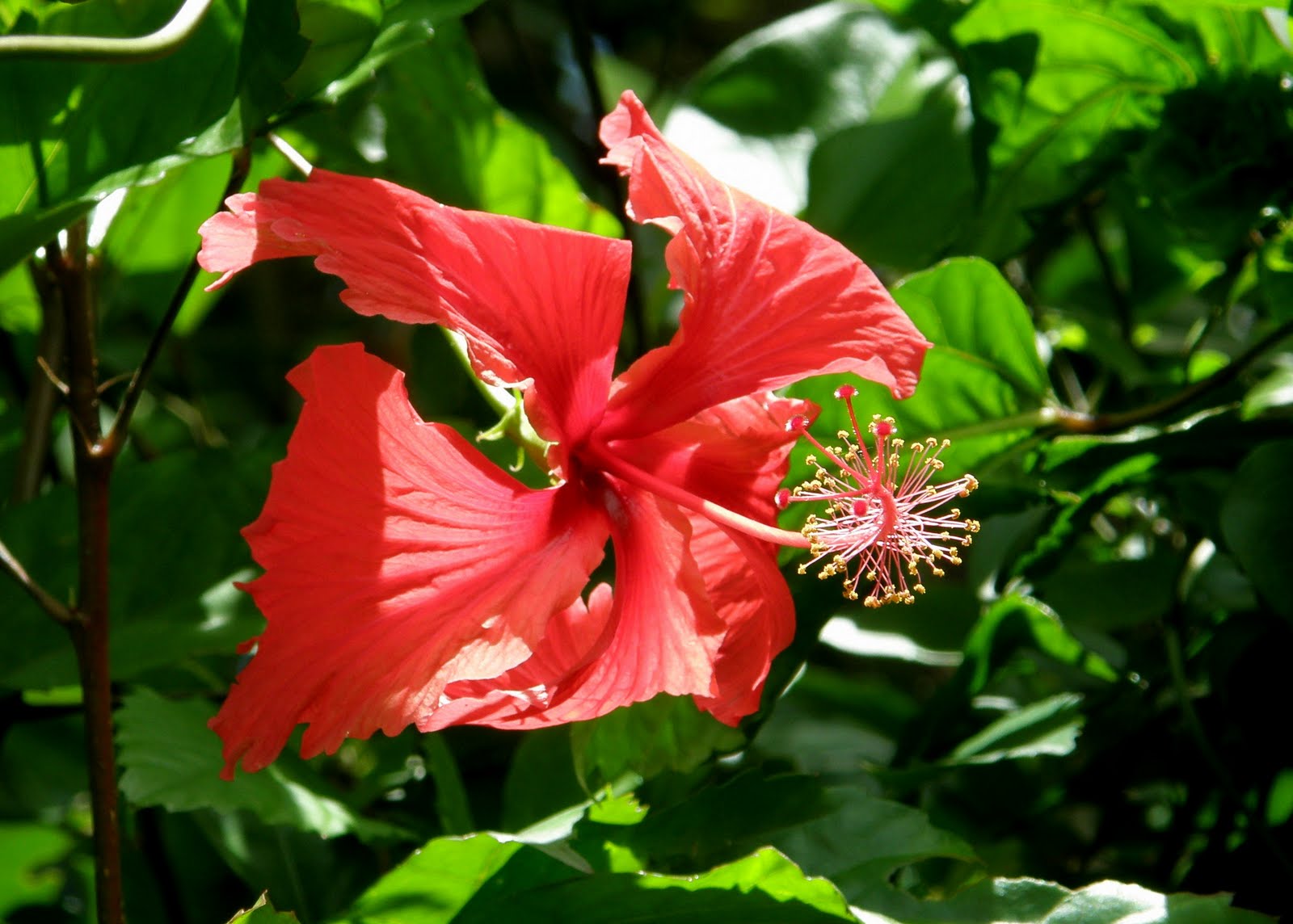 A Bajan Tour Girl Exploring Barbados: Flower Forest Barbados A Lush ...