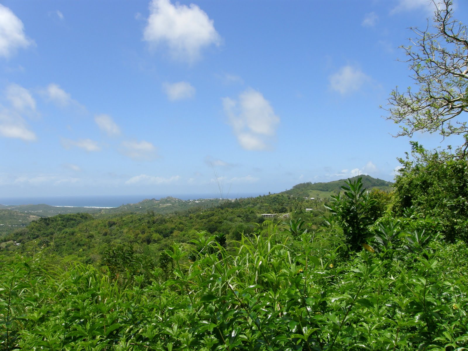 A Bajan Tour Girl Exploring Barbados: Flower Forest Barbados A Lush ...