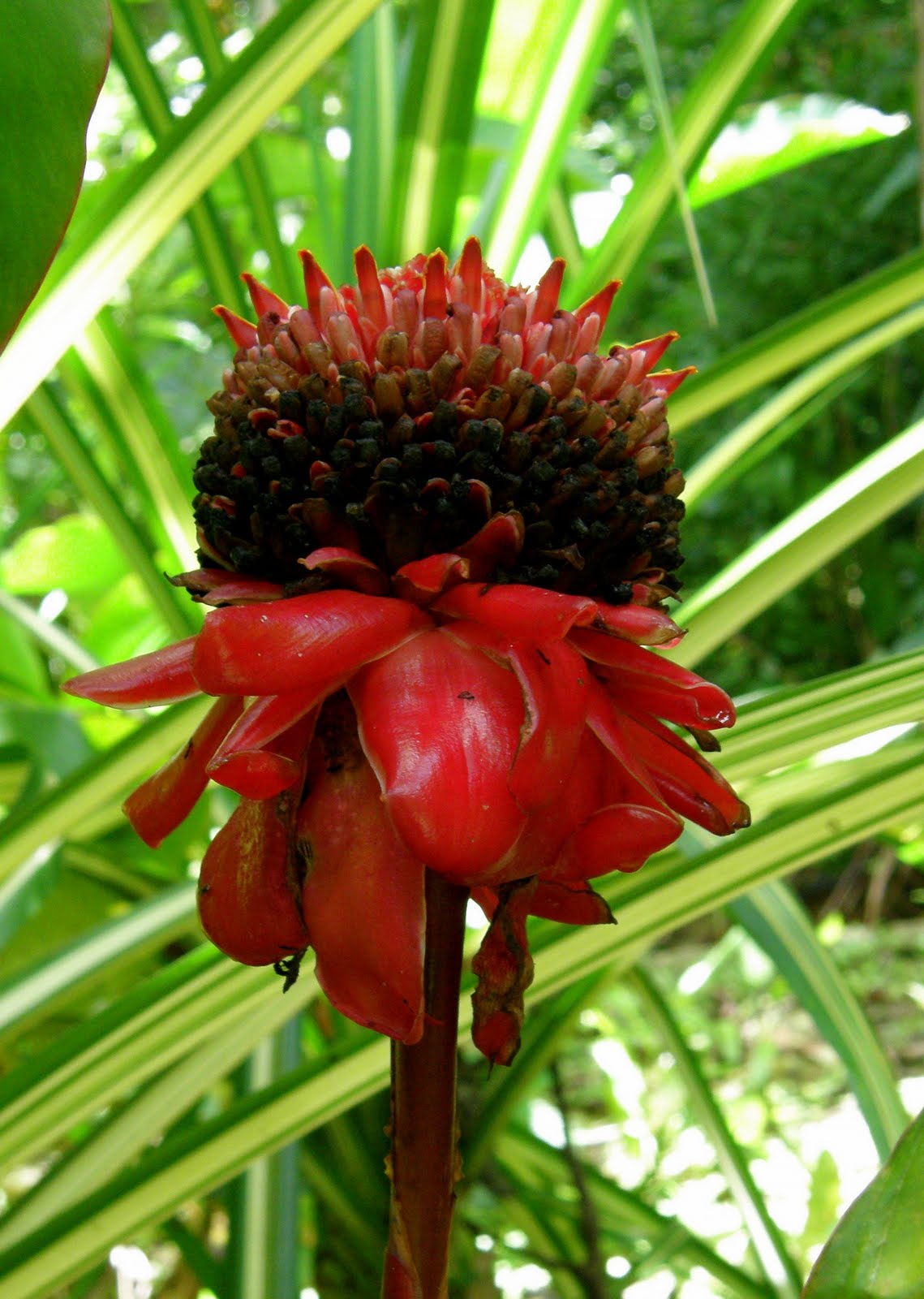 A Bajan Tour Girl Exploring Barbados: Flower Forest Barbados A Lush ...