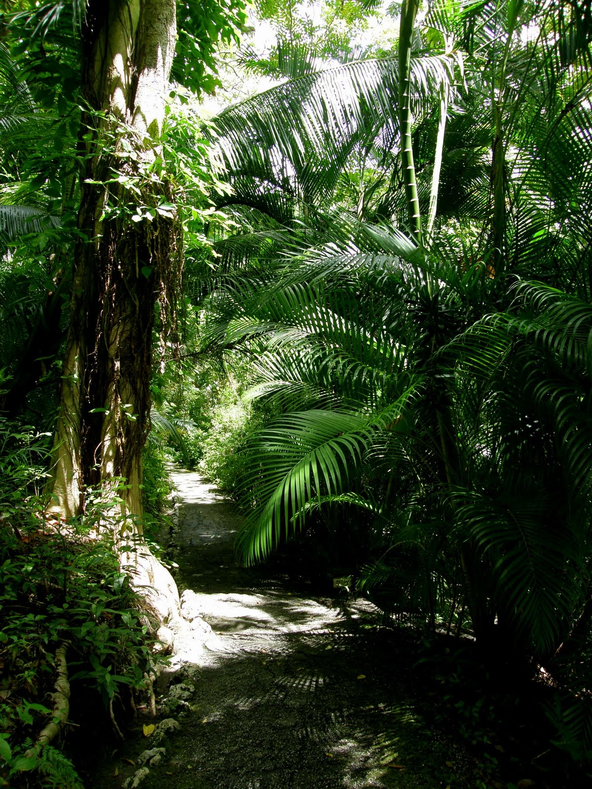 A Bajan Tour Girl Exploring Barbados: Flower Forest Barbados A Lush ...