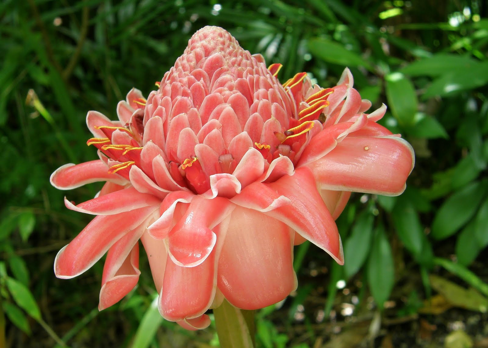 A Bajan Tour Girl Exploring Barbados: Flower Forest Barbados A Lush ...