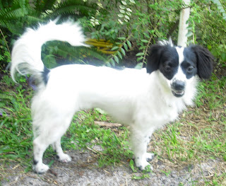 Little Bit the Pocket Border Collie ~ Adopted | The Dog Liberator™