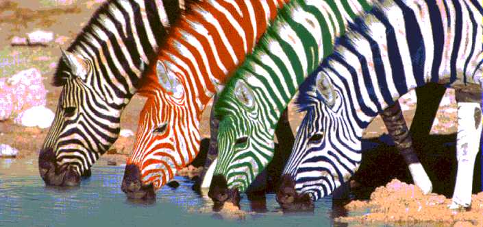 De cebras de colores - Imagui