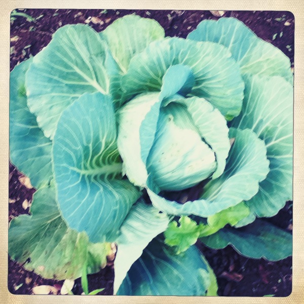 Live. Love. Travel.: Fiji Plants and Animals