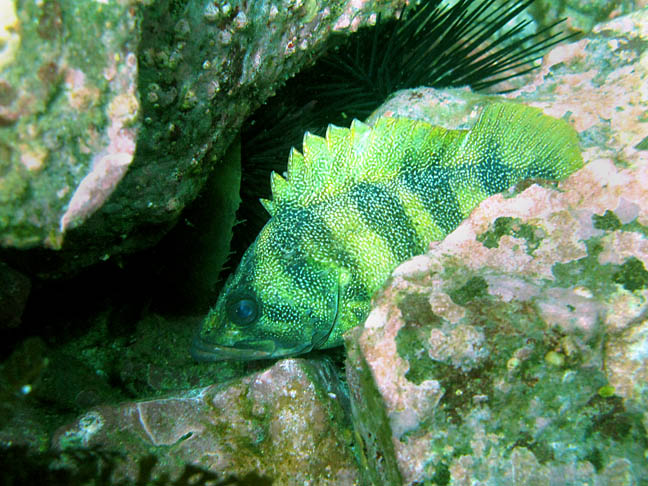 Ocean Sports Scuba & Freediving in Lompoc,CA. Full Service Dive Shop w ...