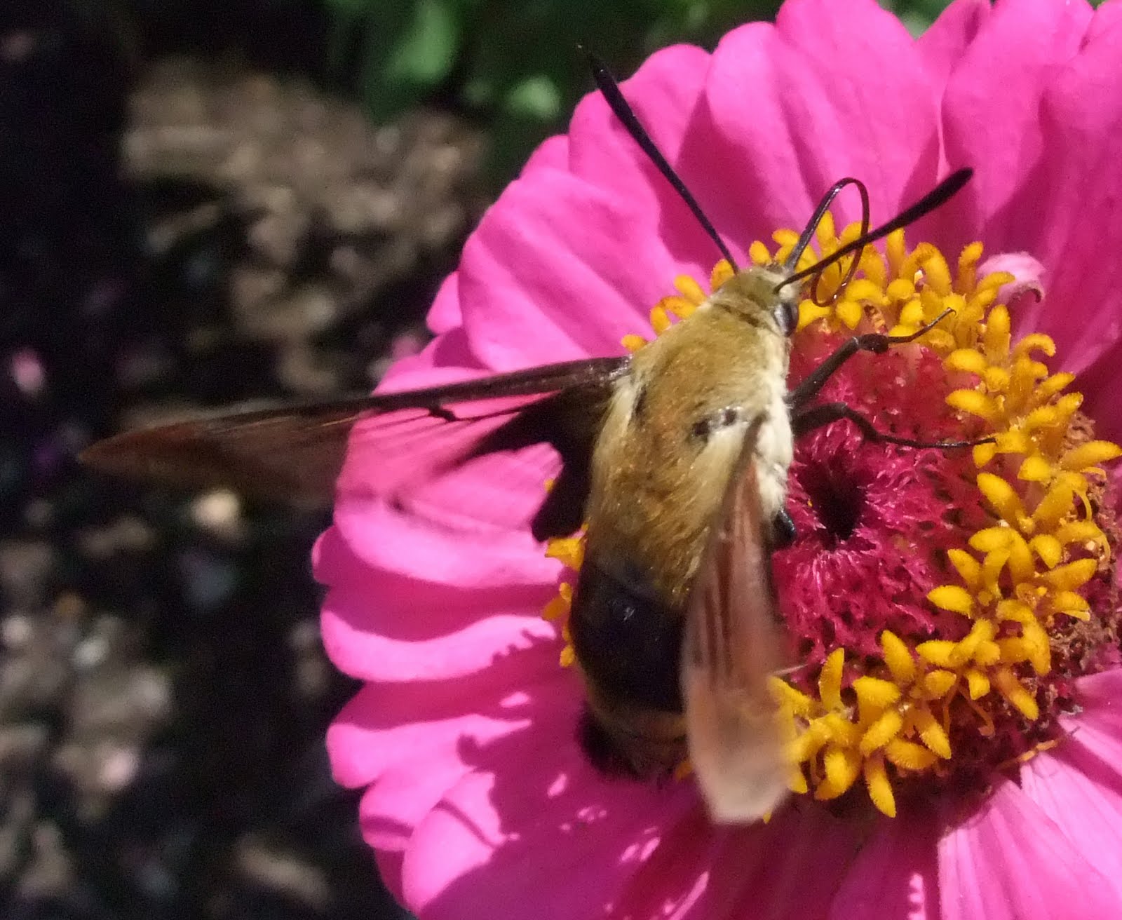 On Location With Rick Lee: Bumblebee Moth