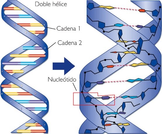 BIOLOGÍA MOLECULAR: Estructura de los nucleotidos