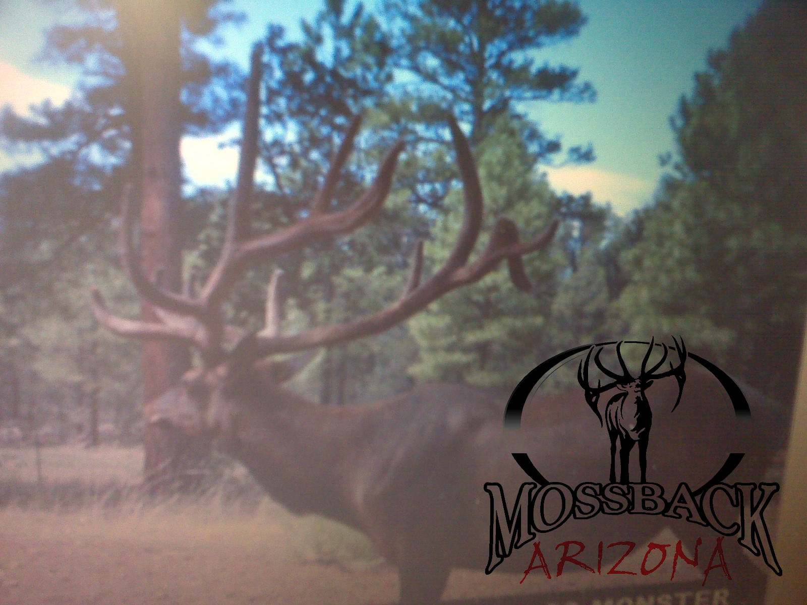 A3 Trophy Hunts LLC : Team Mossback Arizona's 2010 Elk Season ...