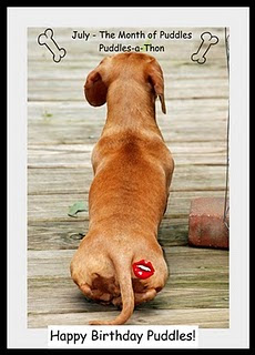 The Hobbit Habitat: Say Goodbye to the 4 year old Schnottie named Pippen...