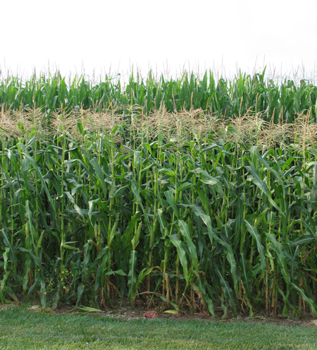 Gal in the Middle: INCREDIBLE Sweet Corn...Let the Freezing Begin
