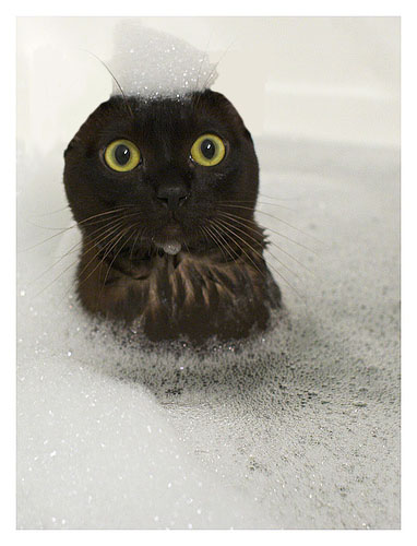 Cats With No Ears: Cat with no ears #1