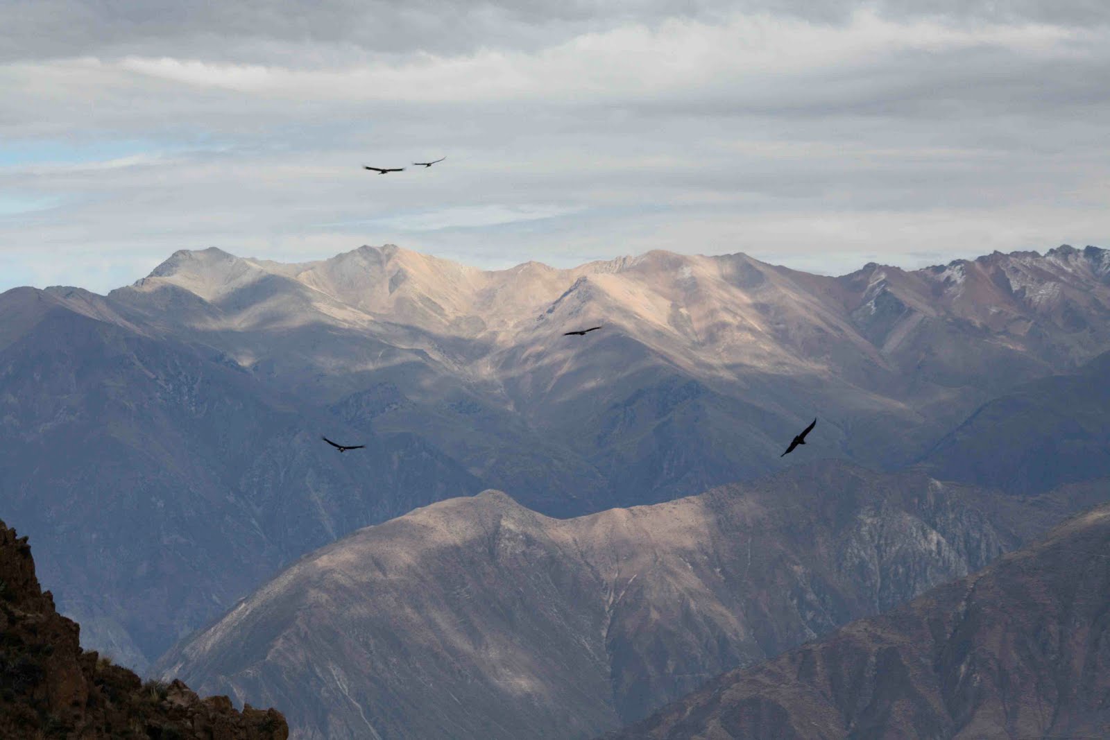 Flight of the Condors - Canyon del Colca ~ A travel diary from Mexico ...