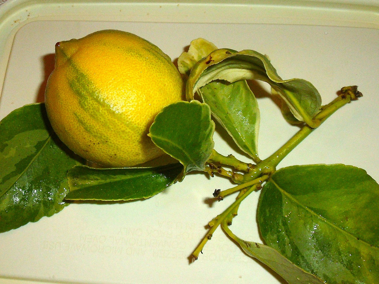 the-budget-gardener-passionate-about-rare-fruit-trees-grafting