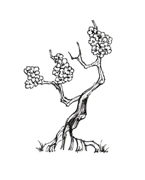 Jared M Tardif: Plum Tree Sketches