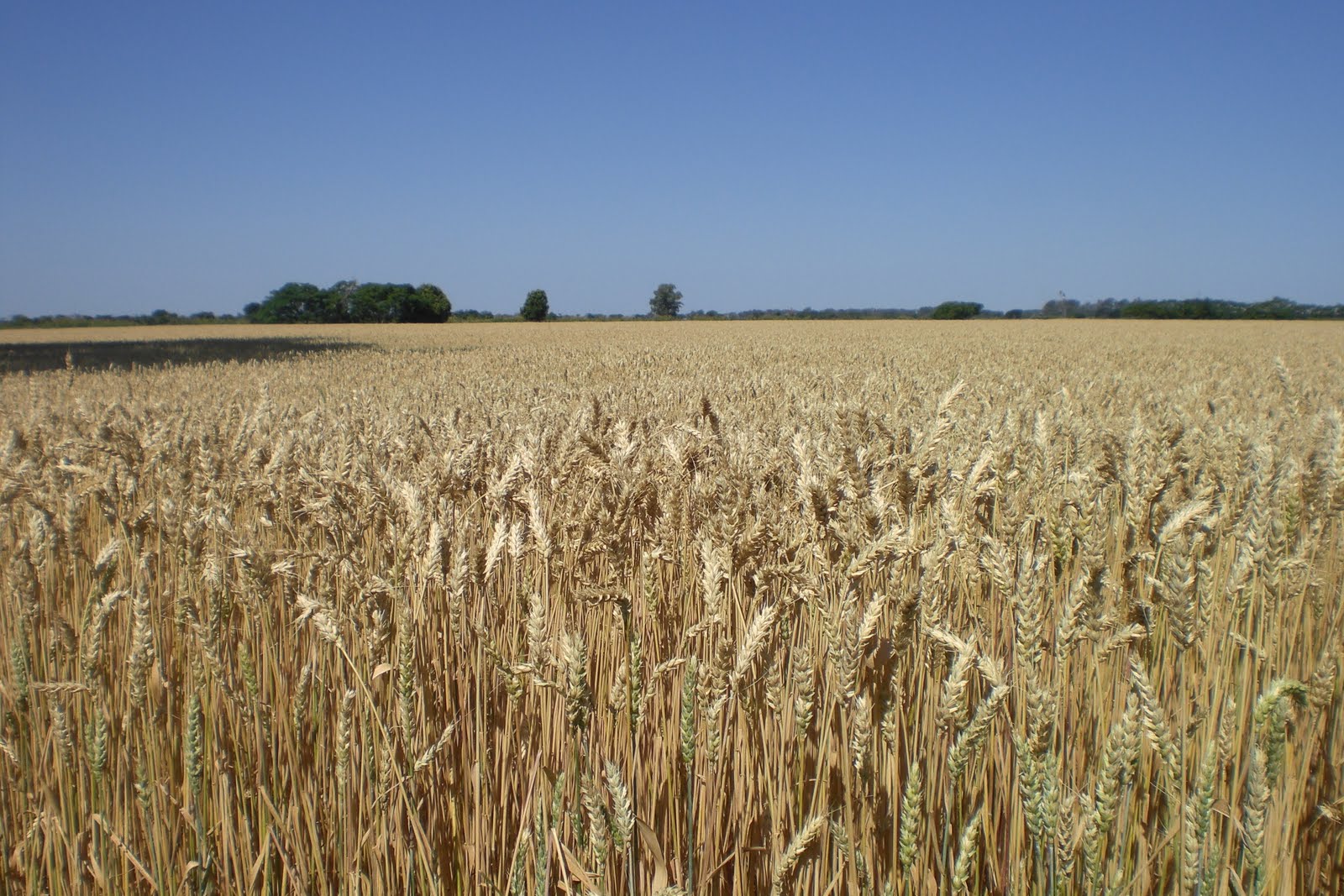 conocemariajuana: trigales que circundan el pueblo