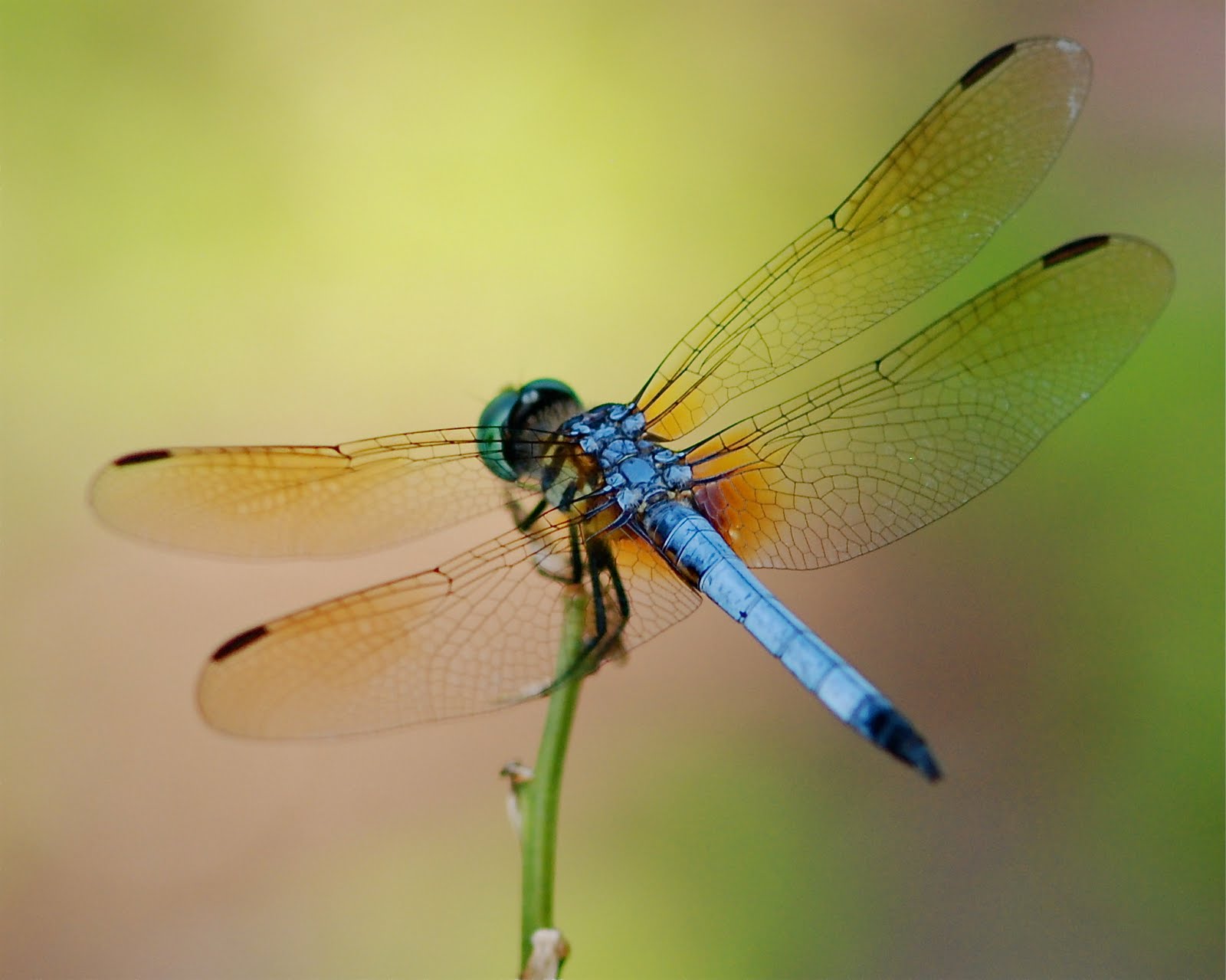 Transit Notes: BLUE DASHERS