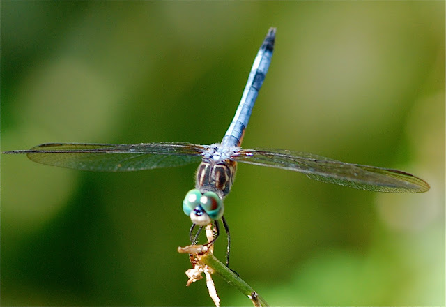 Transit Notes: BLUE DASHERS