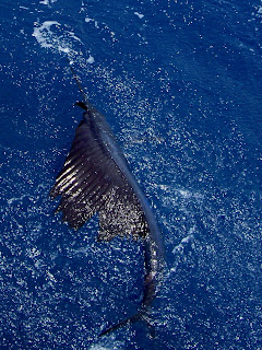 Islamorada Fishing Reports: CONGRATULATIONS CAPTAIN BRIAN CONE