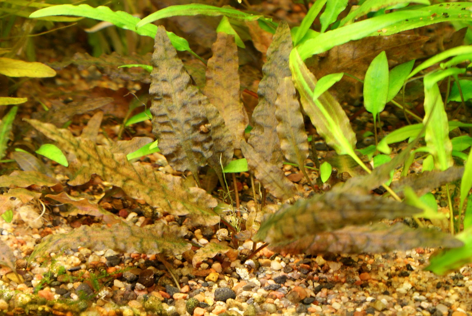 Мои растения: Аквариумные растения / Aquarium plants