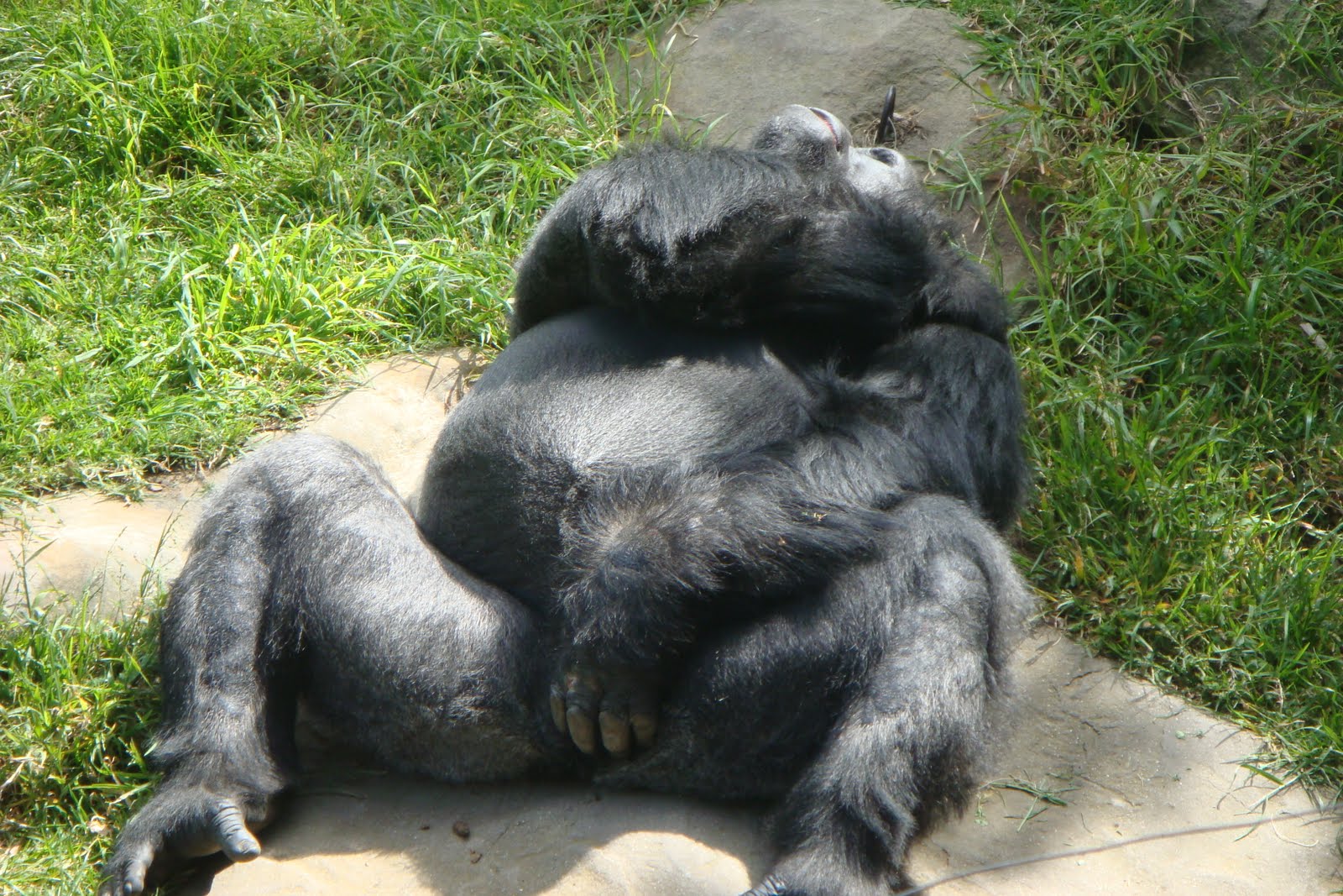 Monkey Scratching Balls