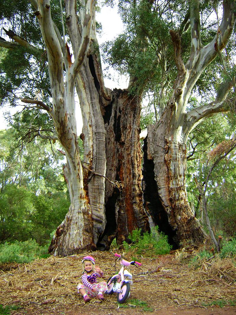 Our Big Adventure: Mt Remarkable National Park