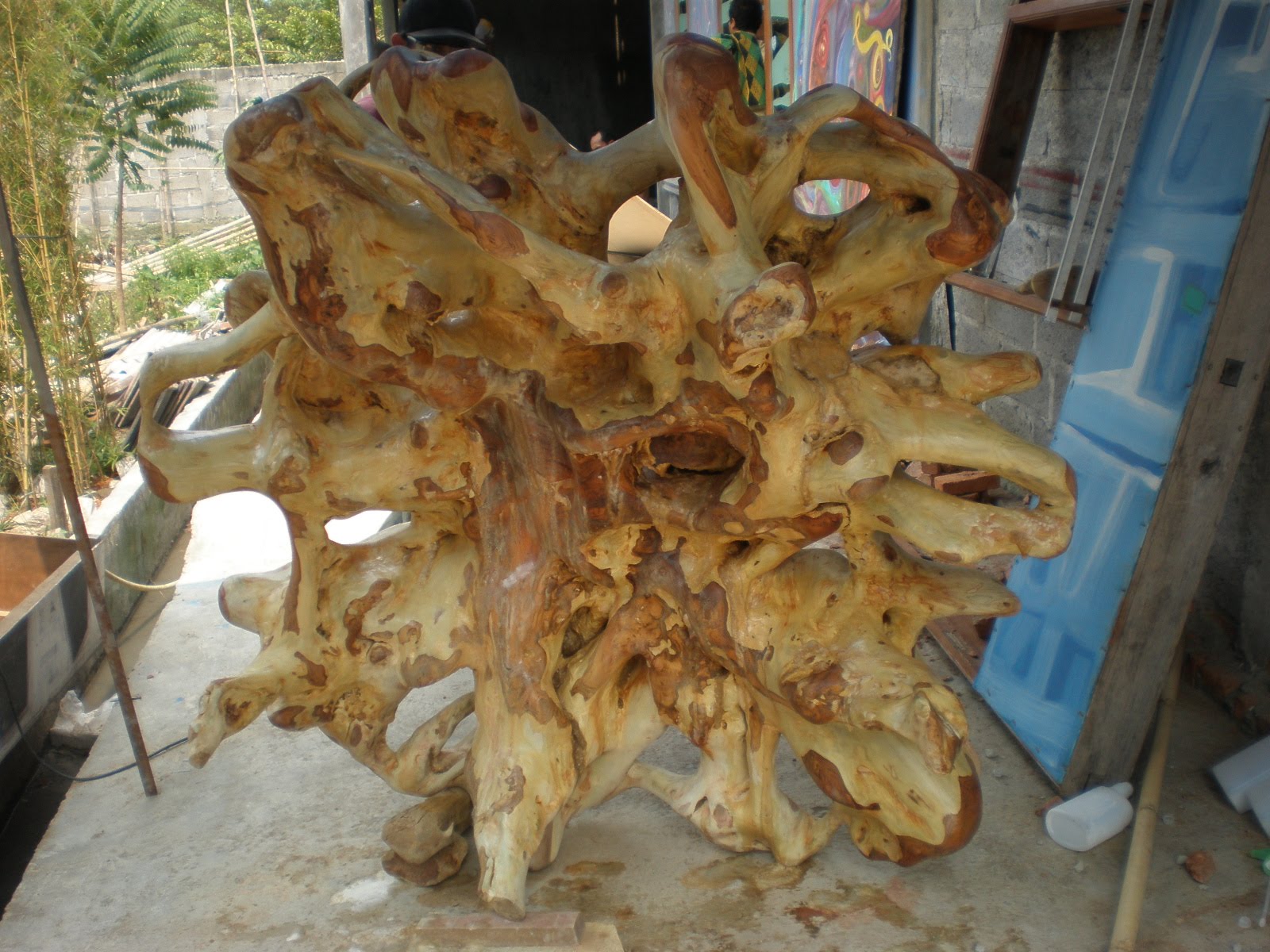 Akar Kayu Jati: Akar Jati Mentah