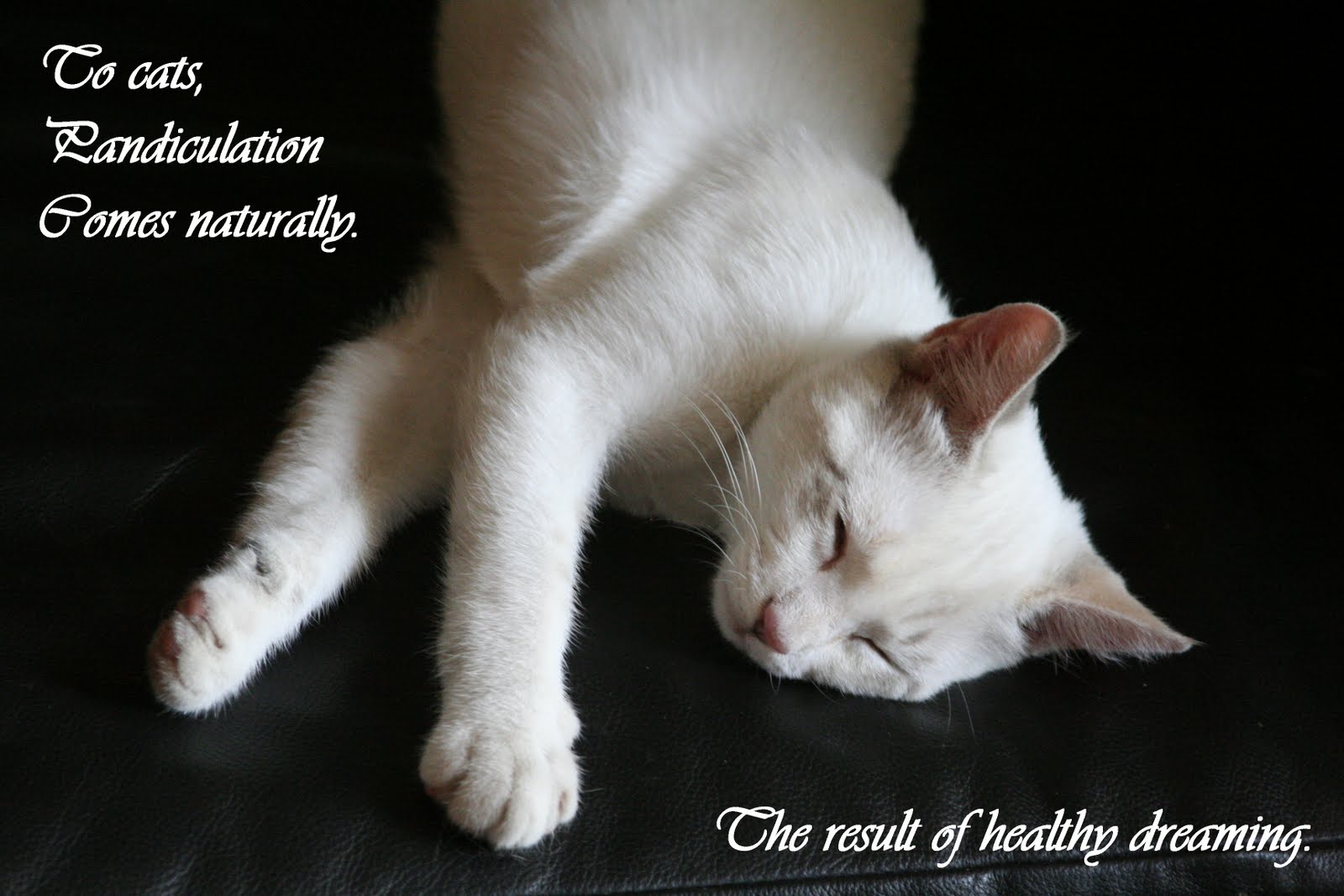 Word of the day! Fresh! Fresh! Fresh!: Pandiculation