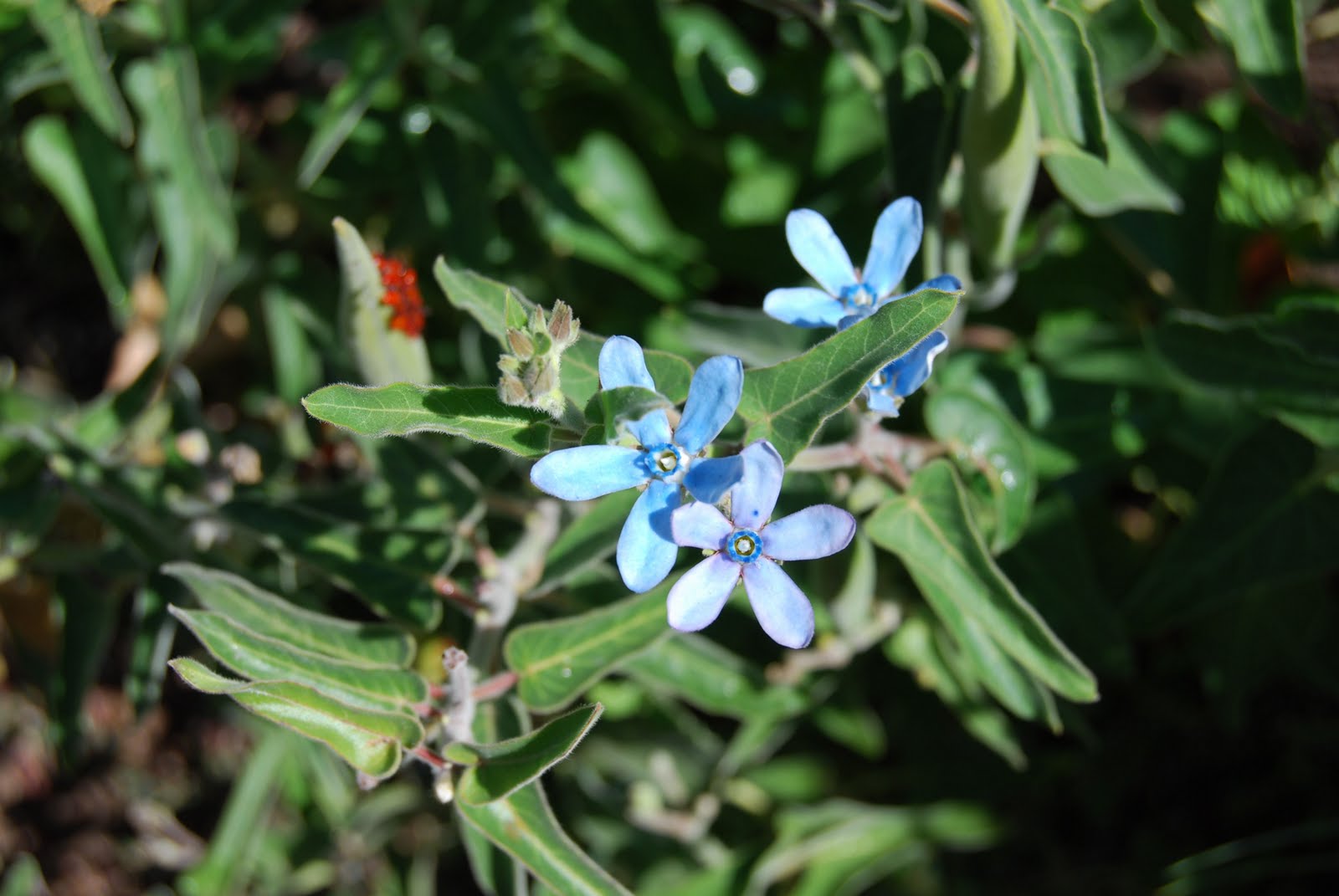 non-secateur: Plant of the week: Tweedia caerulea