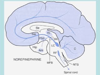 Sides of sentience: Pleasure centers (septal nuclei, nucleus accumbens ...