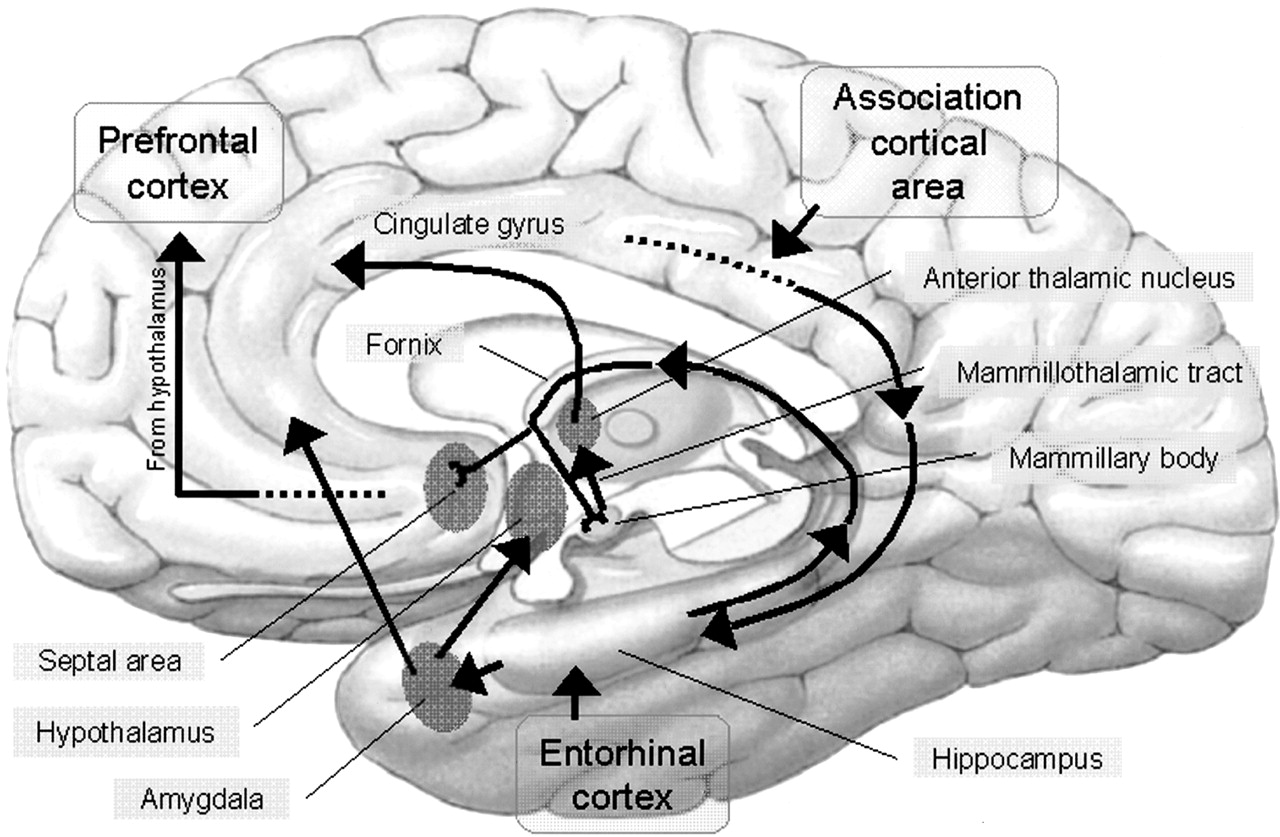 Teadvusehuvi: Septaalala