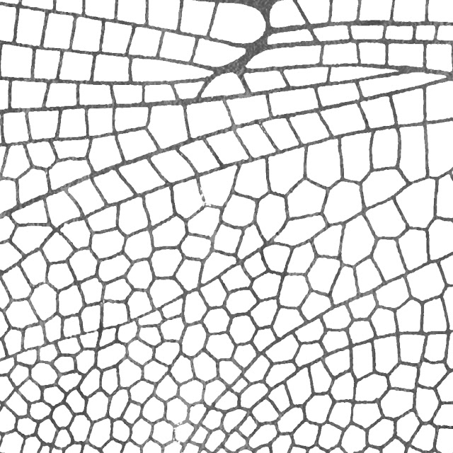 PURIFYING explorations: Li, Dynamic Form in Nature 리, 자연의 동적 양식