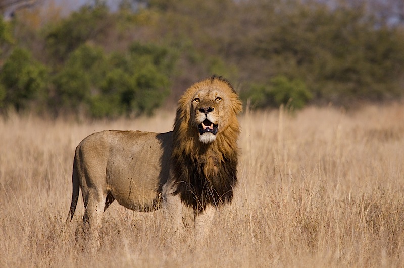 GARY PARKER'S Nature Digital Photography: Mapogo male lion.