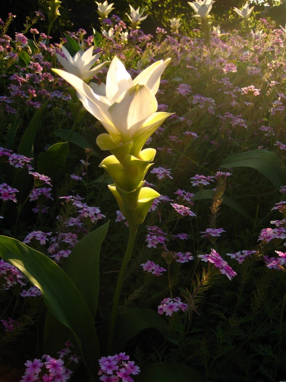 Victoria In Japan Land: Nabana No Sato
