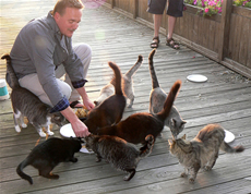 All About Cats: The anorexic cat