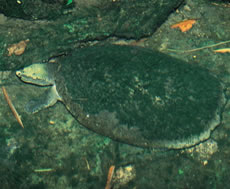 Ecofriendly: Central American River Turtle