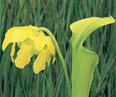 Ecofriendly: Green Pitcher Plant