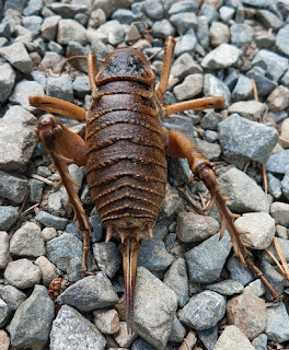 Ecofriendly: Wetapunga