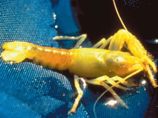 Ecofriendly: Hell Creek Cave Crayfish