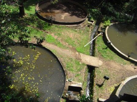 Sidewalk: Day Trip Escape: Tree Trout Farm