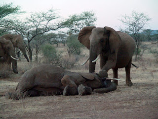 Ben Mills' Blog - Elephant Intelligence: Elephant's Emotional Capacity ...