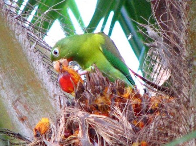 AVES DEL HUILA: LOROS