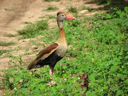 AVES DEL HUILA: PATOS